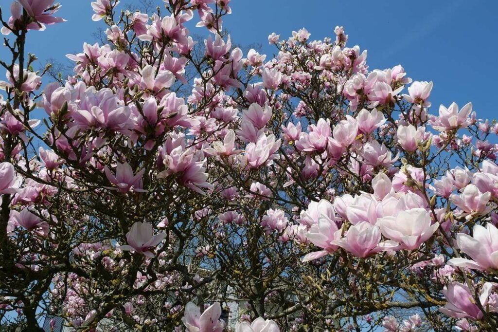 Southern Magnolia Tree | Florida Landscaping Today